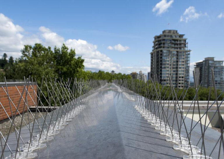 Easy Install Bird Spikes In Dubai Conclud